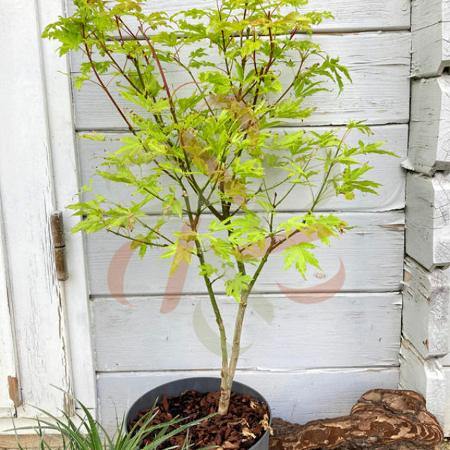 Acer palmatum 'Little Princess' (Kiohime) - Érable du Japon - Palmatia ...