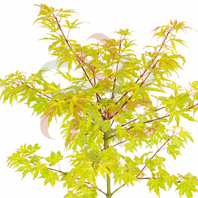 Acer palmatum 'Little Princess' (Kiohime) - Érable du Japon - Palmatia ...