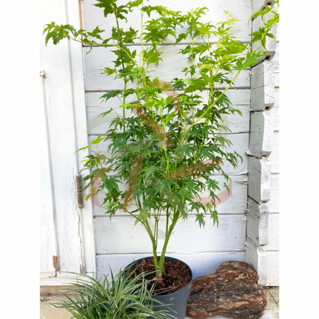 Acer palmatum 'Little Princess' (Kiohime) - Érable du Japon - Palmatia ...
