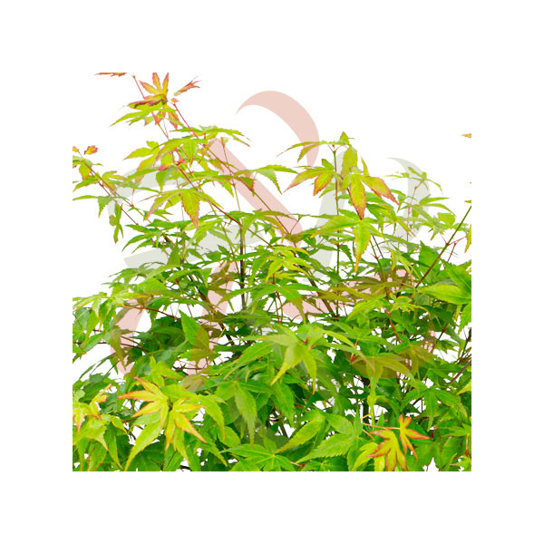 Acer palmatum 'Little Princess' (Kiohime) - Érable du Japon - Palmatia ...