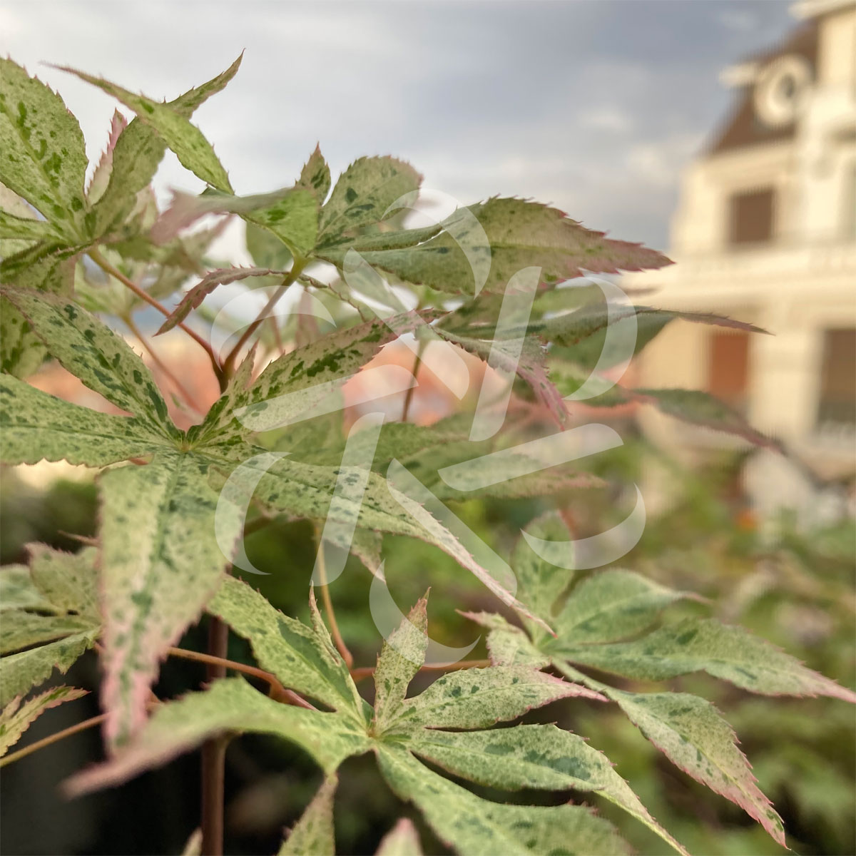 La beauté des Érables japonais - Palmatia Plantes