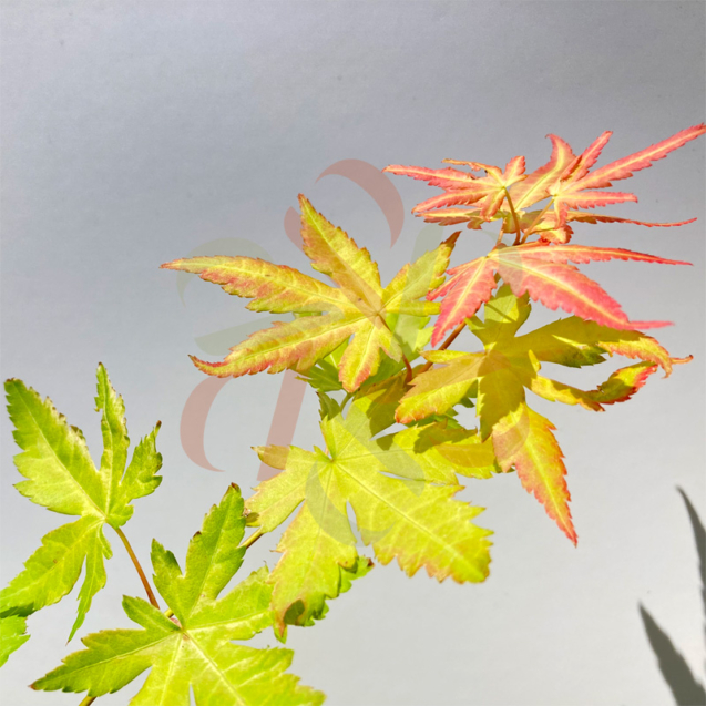 Acer palmatum 'Little Princess' (Kiohime) - Érable du Japon - Palmatia ...