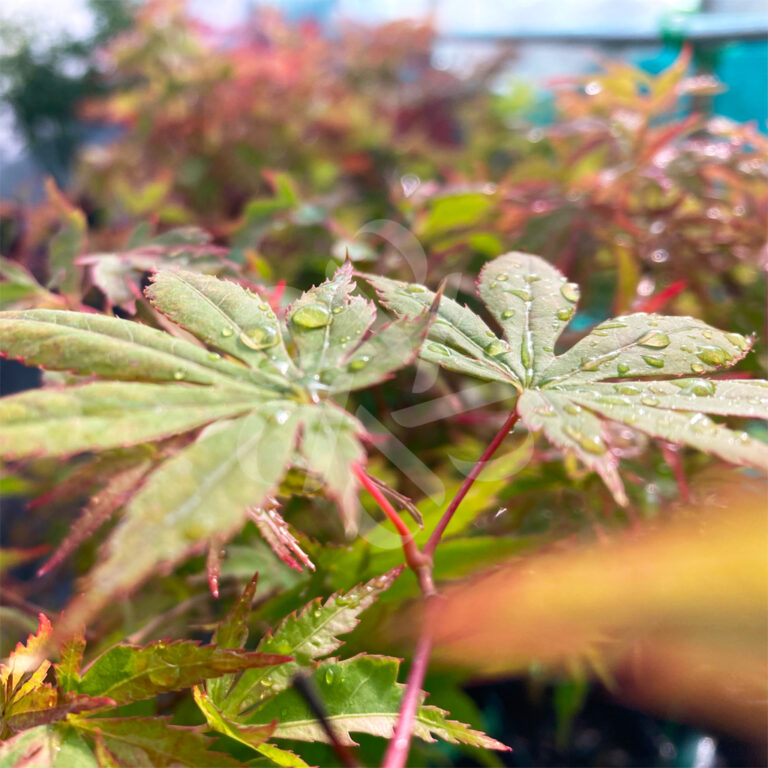 Palmatia Plantes - Érables du Japon et Plantes de Terre de Bruyère