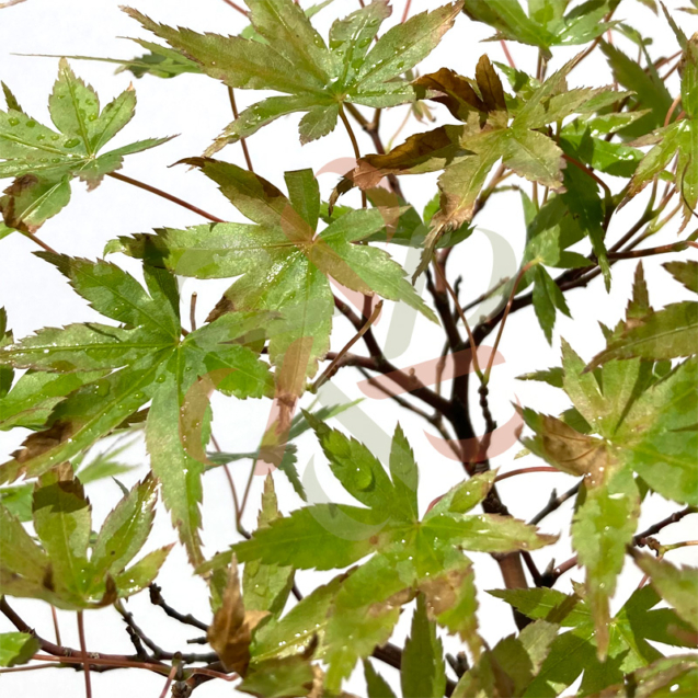 Acer palmatum 'Little Richard' - Érable du Japon - Palmatia Plantes