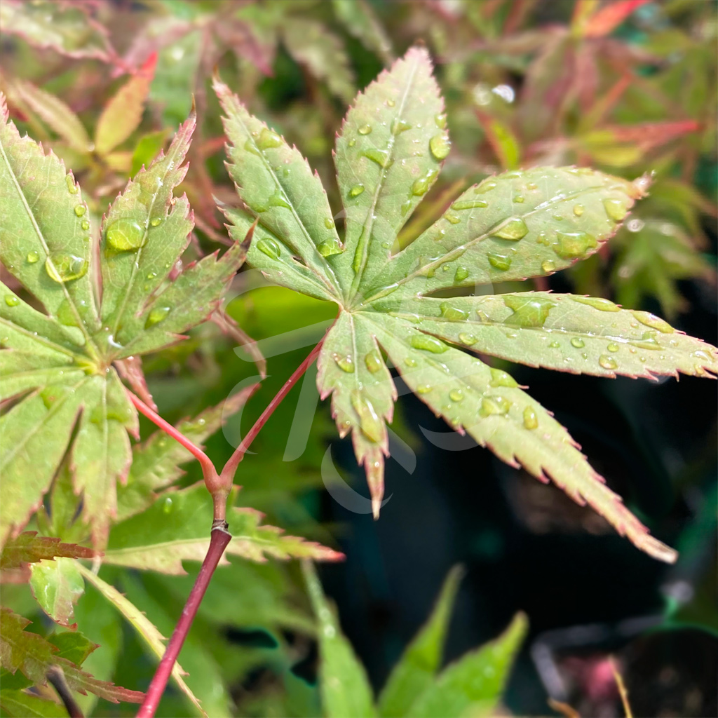 Érables du Japon et Terre de Bruyère - Les Nouveautés Palmatia ...